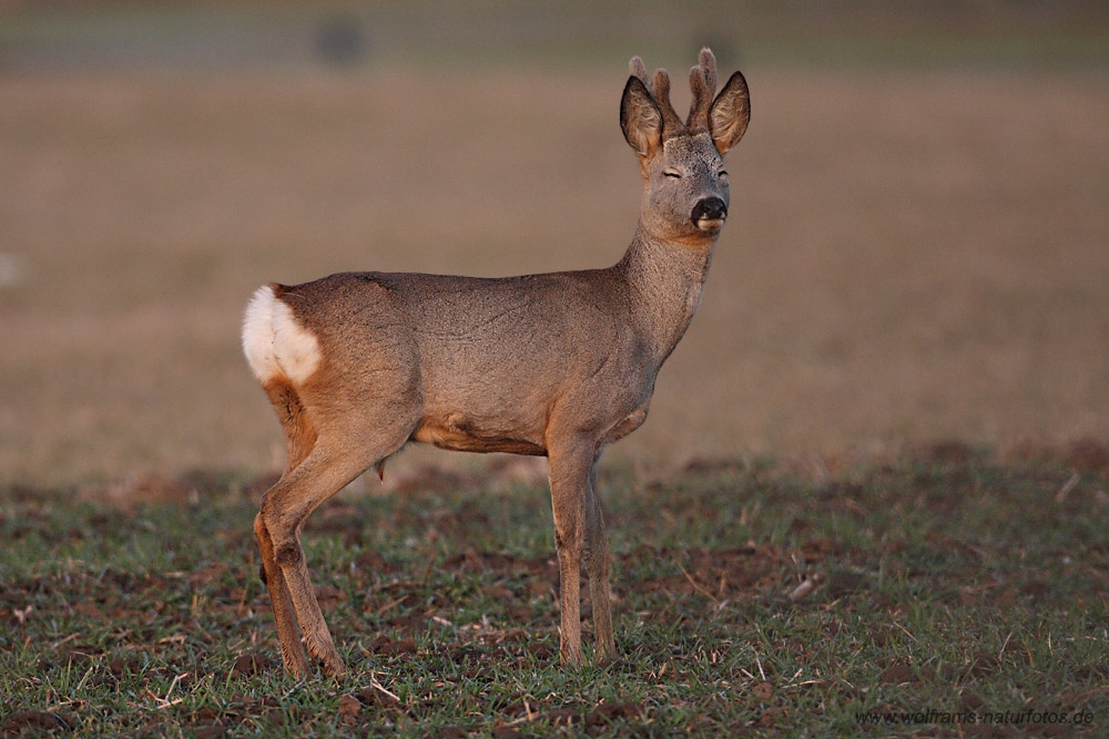 Reh (Capreolus capreolus)